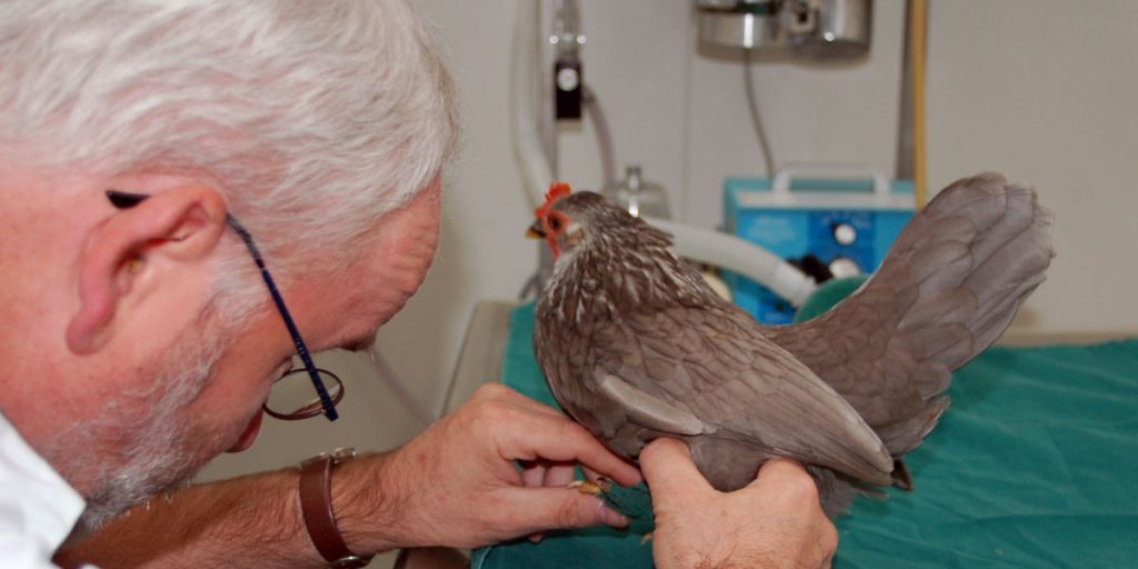 Kippenziekten - Zieke kip naar de vogelarts (ervaringen)